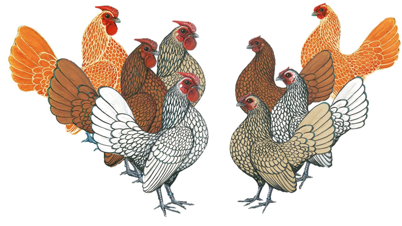 Standard – Deutscher Sebright-Club